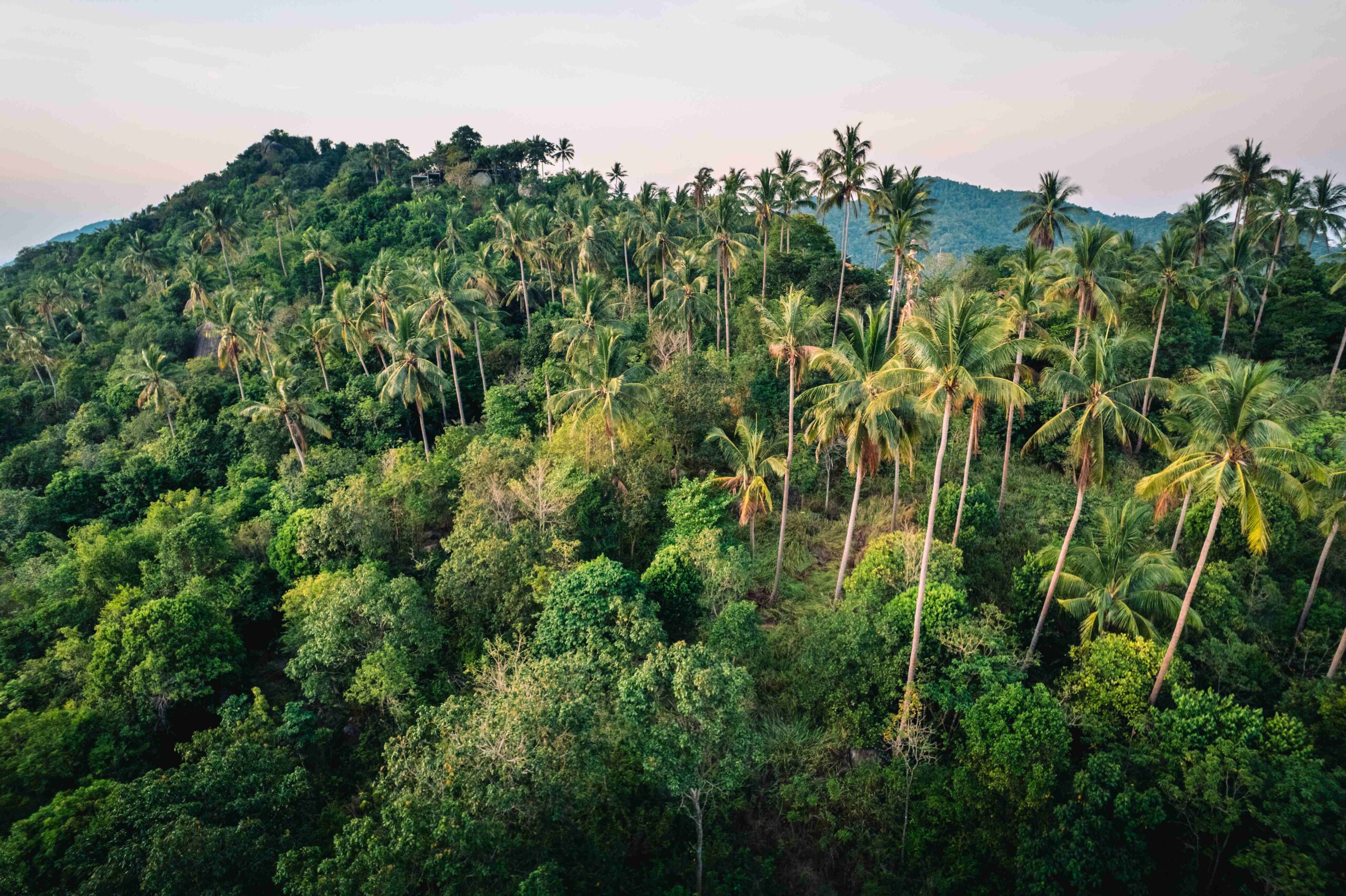 Phuket Trees: Nature Walk With a Twist - PHUKET GLOBAL RADIO